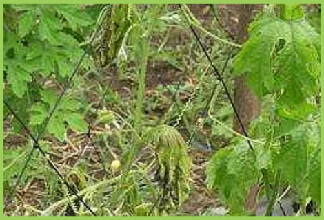 Bitter gourd Fusarium Wilt | Bitter gourd Disease | Symptoms & Control ...