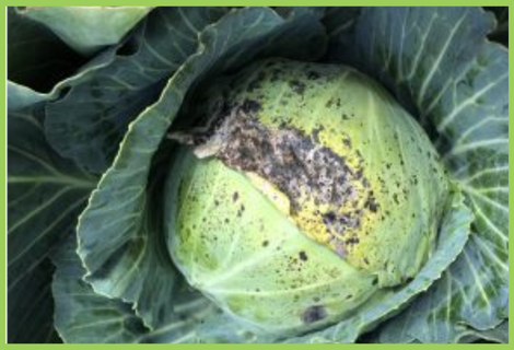 Cabbage Alternaria Leaf Spot | Cabbage Disease | Symptoms & Control ...