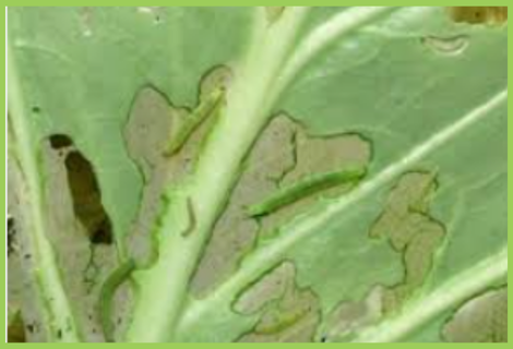 Cauliflower Diamondback Moth | Cauliflower Pest | Symptoms & Control ...