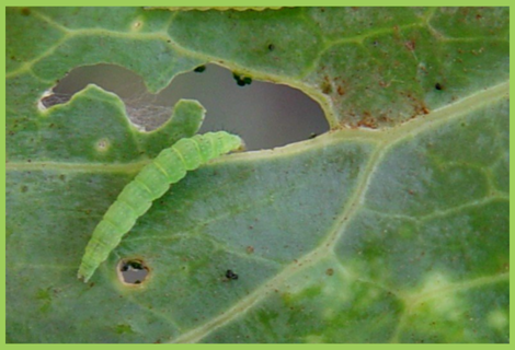 Cauliflower Diamondback Moth | Cauliflower Pest | Symptoms & Control ...
