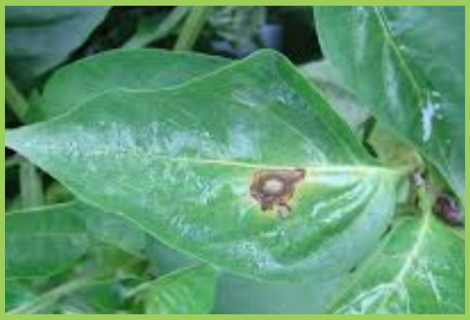Green Chilli Cercospora Leaf Spot | Green Chilli Disease | Symptoms and ...