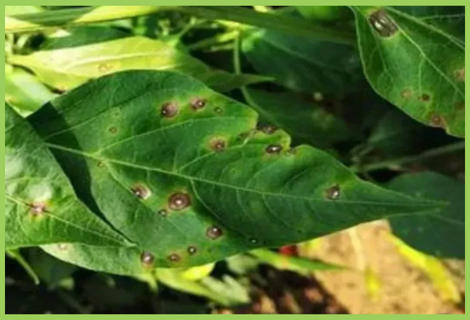 Green Chilli Cercospora Leaf Spot | Green Chilli Disease | Symptoms and ...