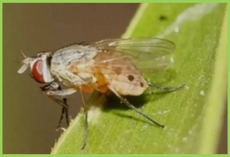 Maize Stem Fly | Maize Pest | Symptoms & Control Measures – Desikheti