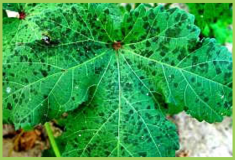 Okra Cercospora Leaf Spot | Okra Disease | Symptoms & Control Measures – Desikheti
