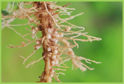 Okra Root Knot Nematode | Okra Pest | Symptoms & Control Measures ...