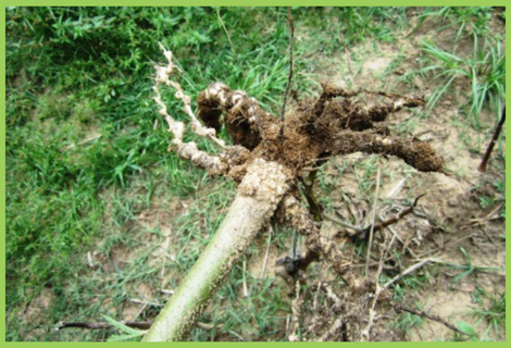 Okra Root Knot Nematode | Okra Pest | Symptoms & Control Measures ...