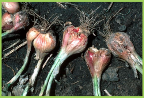 Onion Basal Rot | Onion Disease | Symptoms & Control Measures – Desikheti