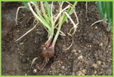 Onion Basal Rot | Onion Disease | Symptoms & Control Measures – Desikheti