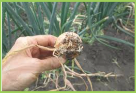 Onion Basal Rot | Onion Disease | Symptoms & Control Measures – Desikheti