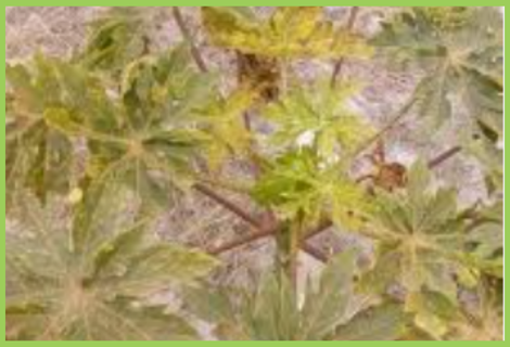 Papaya Red Spider Mite | Papaya Pest | Symptoms & Control Measures ...