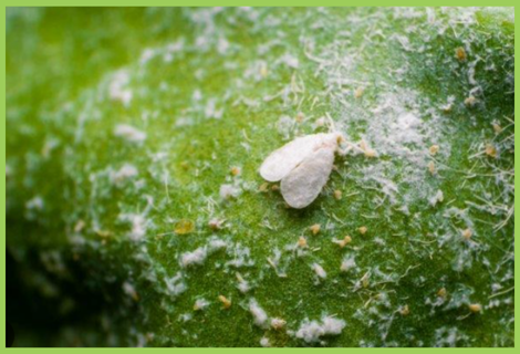 Papaya Whitefly | Papaya Pest | Symptoms & Control Measures – Desikheti