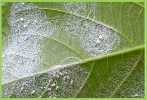 Papaya Whitefly | Papaya Pest | Symptoms & Control Measures – Desikheti