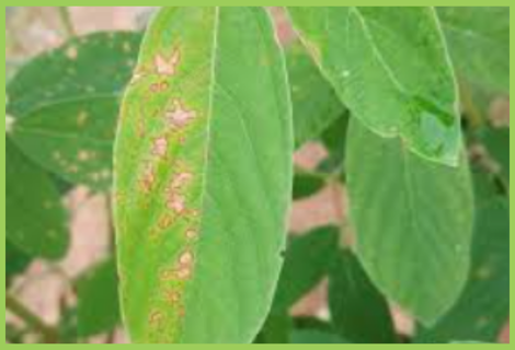 Red Gram Leaf Spot | Red Gram Pest | Symptoms & Control Measures ...