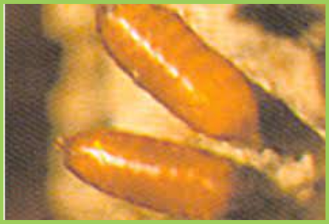 Red Gram Pod Fly | Red Gram Pest | Symptoms & Control Measures – Desikheti