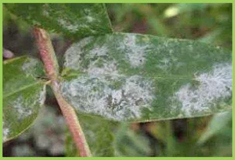 Red Gram Powdery Mildew | Red Gram Pest | Symptoms & Control Measures ...