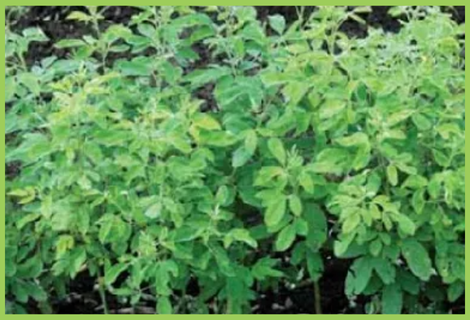 Red Gram Sterility Mosaic | Red Gram Pest | Symptoms & Control Measures ...