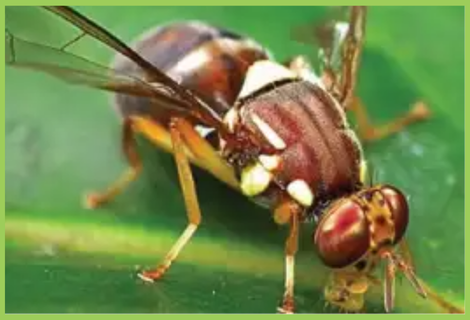 Ridge Gourd Fruit Fly | Ridge Gourd Pest | Symptoms & Control Measures ...
