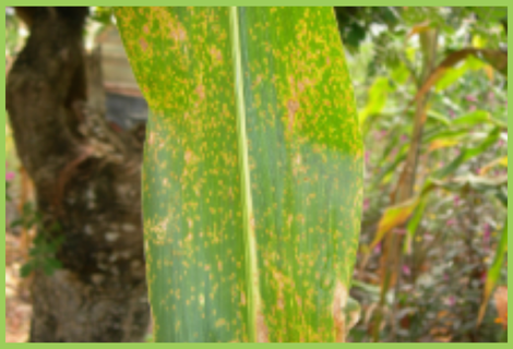 Sweet Corn Rust | Sweet Corn Disease | Symptoms & Control Measures ...