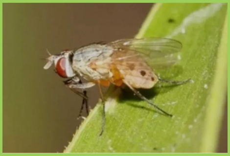 Sweet Corn Stem Fly | Sweet Corn Pest | Symptoms & Control Measures ...