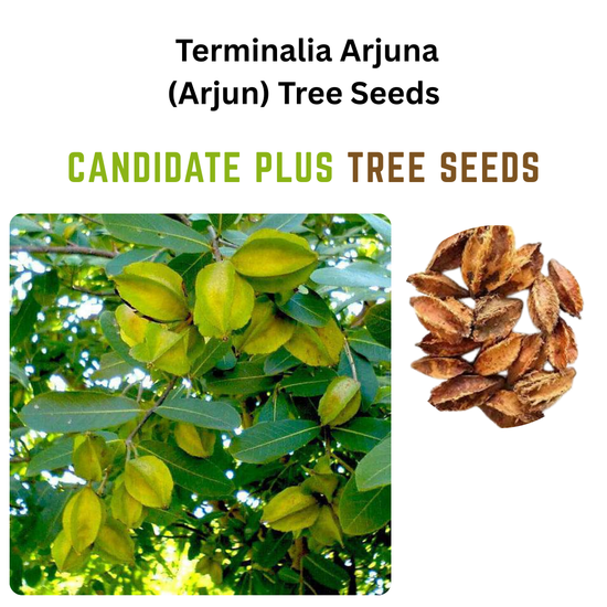 Terminalia Arjuna (Arjun) Tree Seeds | Buy Online Now - DesiKheti ...